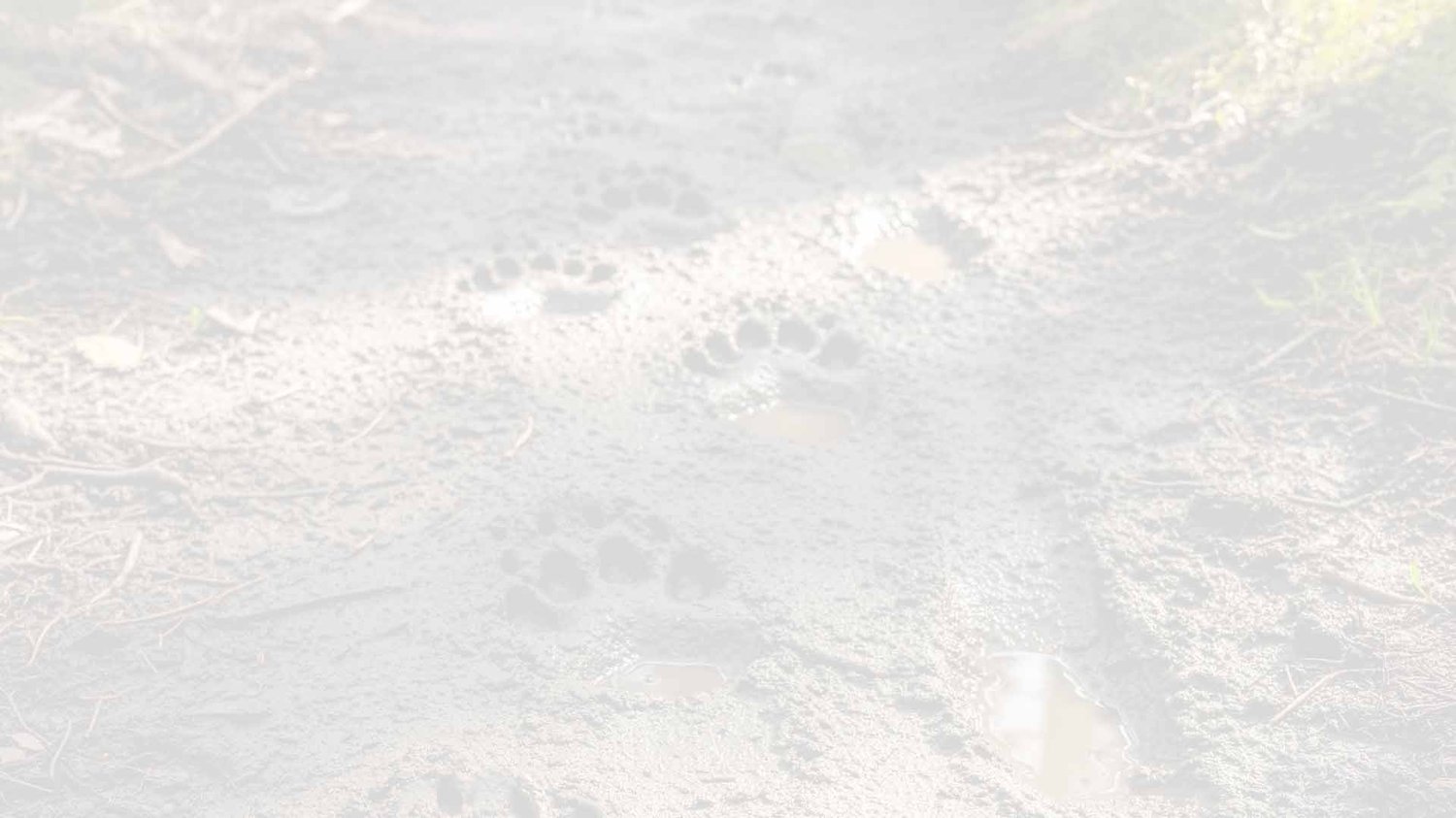 Concealed Carry Reciprocity Map by State | Right To Bear